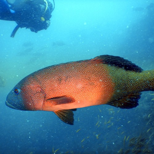 SS Yongala Dive Guide: Crucial Tips to Plan Your SS Yongala Wreck Trip